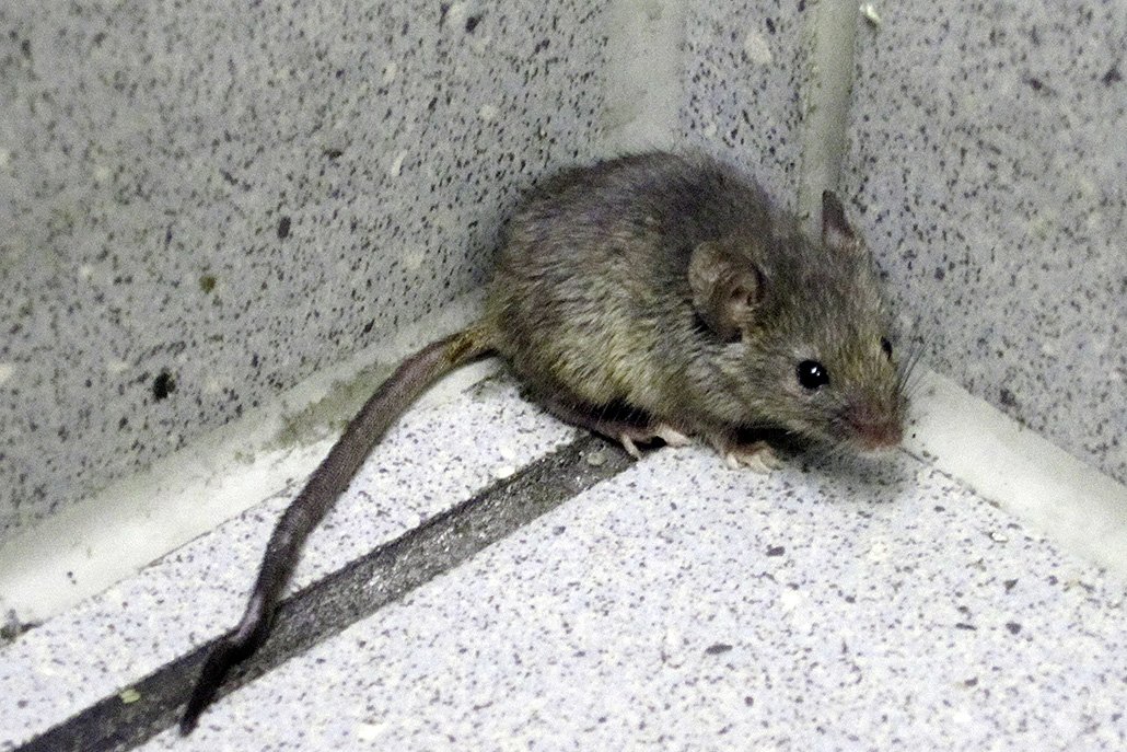 Hausmaus - Desinsekta GmbH